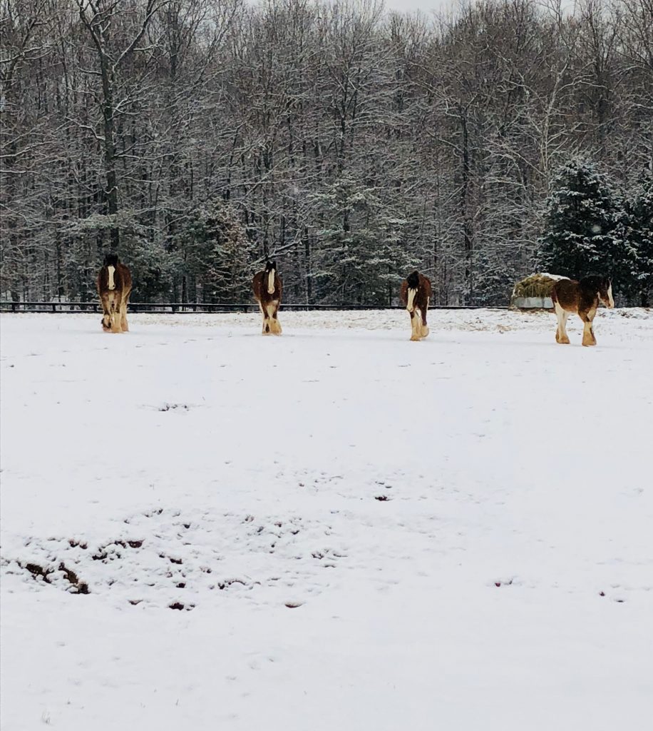 Come on, aren’t they beautiful?!