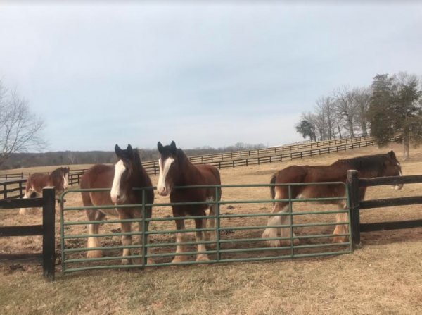 Friendly Faces on the Farm
