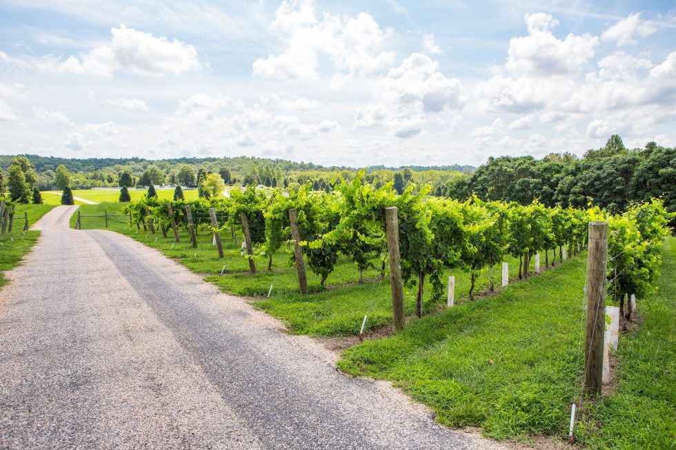 Photography : Ray RisCacci, Natalie Jayne, Mount Ida, Brooke Tyson